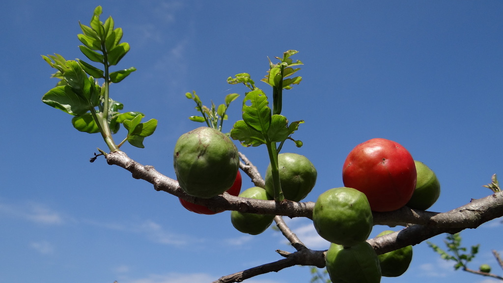 Conoce los beneficios de la ciruela o jobito