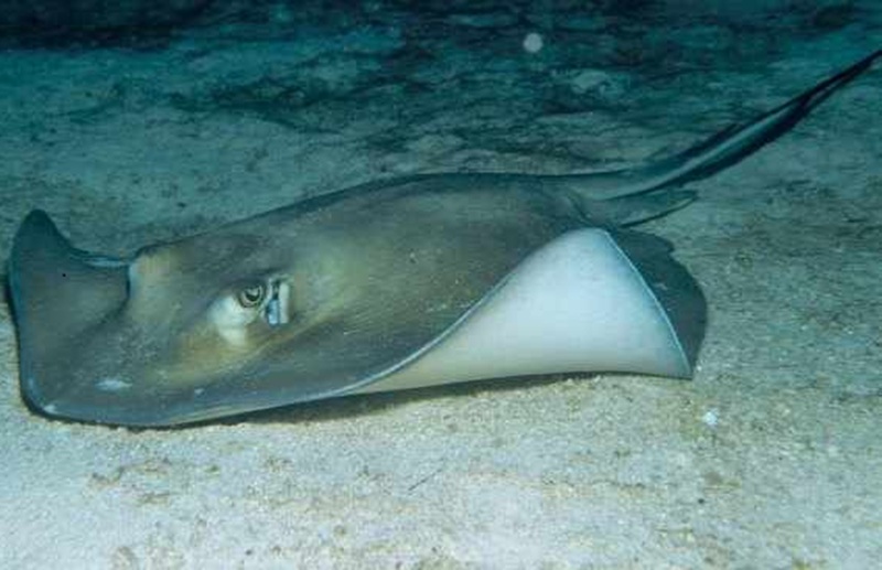 Reportan picaduras de «rayas» en playas de Mara